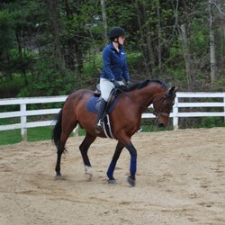 UConn Department of Animal Science Horse Riding Lessons - Horseback ...