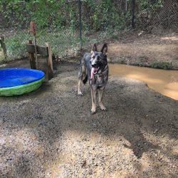 Frazier Park - 52 Photos & 42 Reviews - Dog Parks - 1201 W 4th St Ext ...