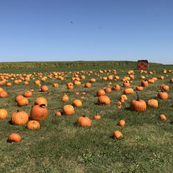 Rohrbach’s Farm Market - 11 Photos - Farmers Market - 240 Southern Dr ...