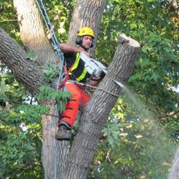 Pacific Frontier Tree Company - Tree Services - Sunset, Vancouver, BC ...