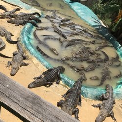 Alligator Alley - 163 Photos & 63 Reviews - Zoos - 19950 County Rd 71 ...