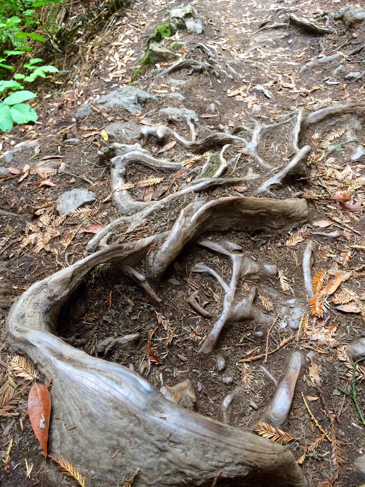 Steep Ravine Trail - 170 Photos & 29 Reviews - Hiking - Panoramic Hwy ...