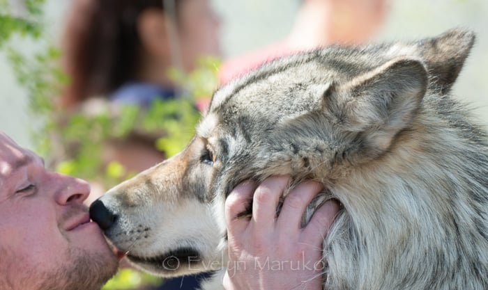 Wolf Mountain Sanctuary - 310 Photos & 112 Reviews - Animal Shelters ...