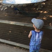 Applegate Park Zoo - 82 Photos & 26 Reviews - Zoos - 1045 W 25th St ...