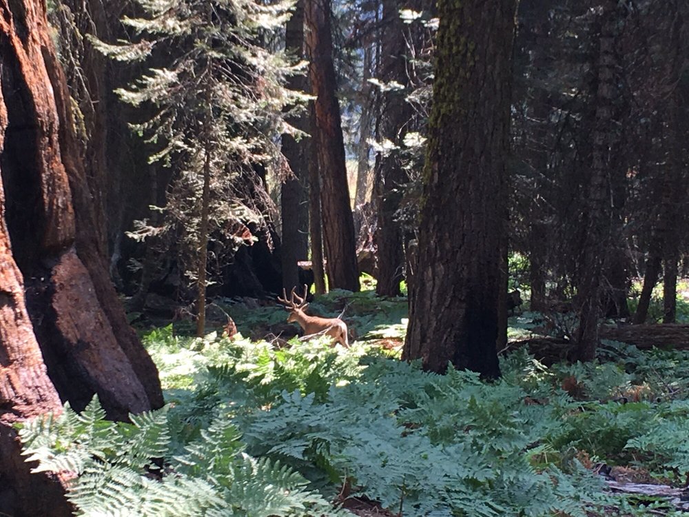 Crescent Meadow and Tharp’s Log - Hiking - Crescent Meadow Rd, Sequoia ...