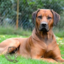 Akani´s Clan Rhodesian Ridgeback Kennel - Niederklüppelberg 8 ...
