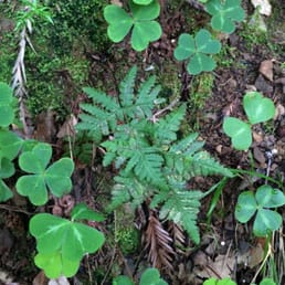 Alliance Redwoods Conference Grounds - 32 Photos & 16 Reviews - Venues ...