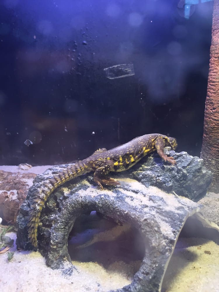 Father Fish Aquarium - Local Fish Stores - 536 E Venice Ave, Venice, FL ...