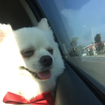 Moochi Dog Salon and Supply - 207 Photos & 223 Reviews - Pet Groomers ...