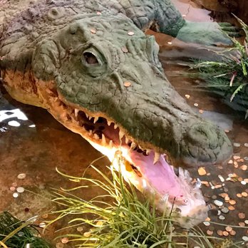 Rainforest Cafe - Order Food Online - 131 Photos & 124 Reviews ...