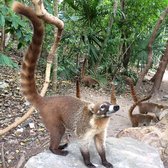 Quintana Roo Wildlife