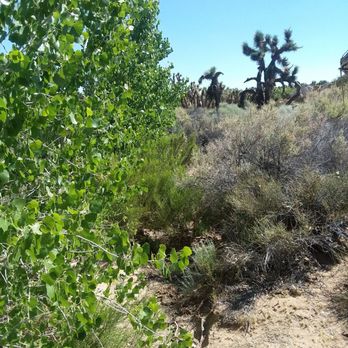 Prime Desert Woodland Preserve - 73 Photos & 41 Reviews - Local Flavor ...