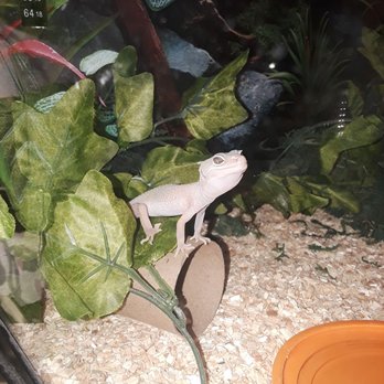 LLLReptile & Supply - 157 Photos & 239 Reviews - Reptile Shops - 700 ...