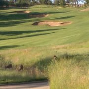 DarkHorse Golf Club - Book A Tee Time - 60 Photos & 36 Reviews - Golf ...