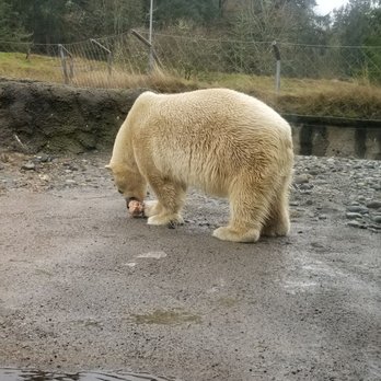Point Defiance Zoo & Aquarium - 755 Photos & 304 Reviews - Zoos - 5400 ...