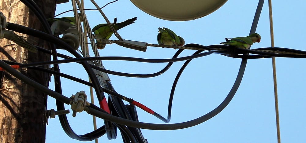 The Wild Parrots of East Austin - 33 Photos & 66 Reviews - Local Flavor ...