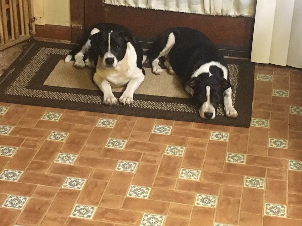 Snobby Dog Spaw - 2019 All You Need to Know BEFORE You Go (with Photos ...