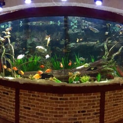 The Fish Gallery - Pet Stores - Galleria/Uptown - Houston, TX - Yelp