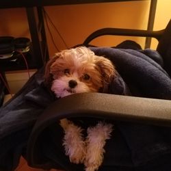 Preppy Pups - Pet Services - 8302 W Lincoln Ave, West Allis, WI - Phone ...