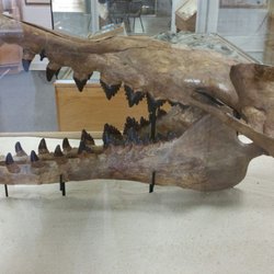 Aurora Fossil Museum - Museums - 400 Main St, Aurora, NC - Phone Number ...