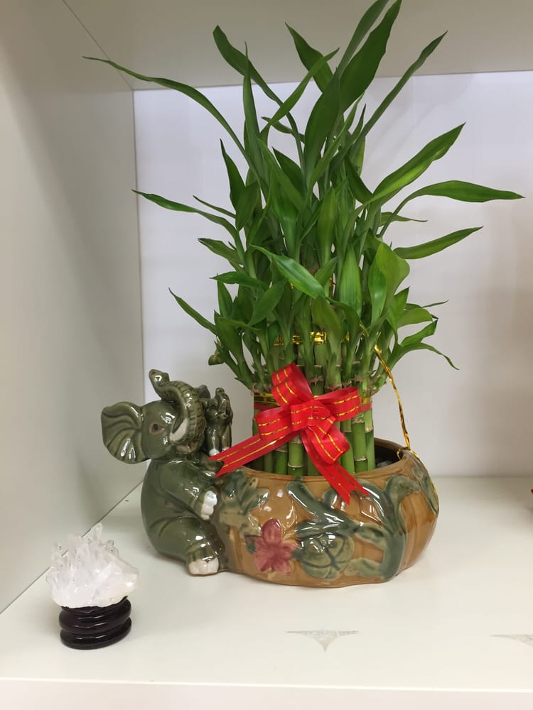 Yang Sheng Tang Ginseng Herbs - 33 Photos - Traditional Chinese ...