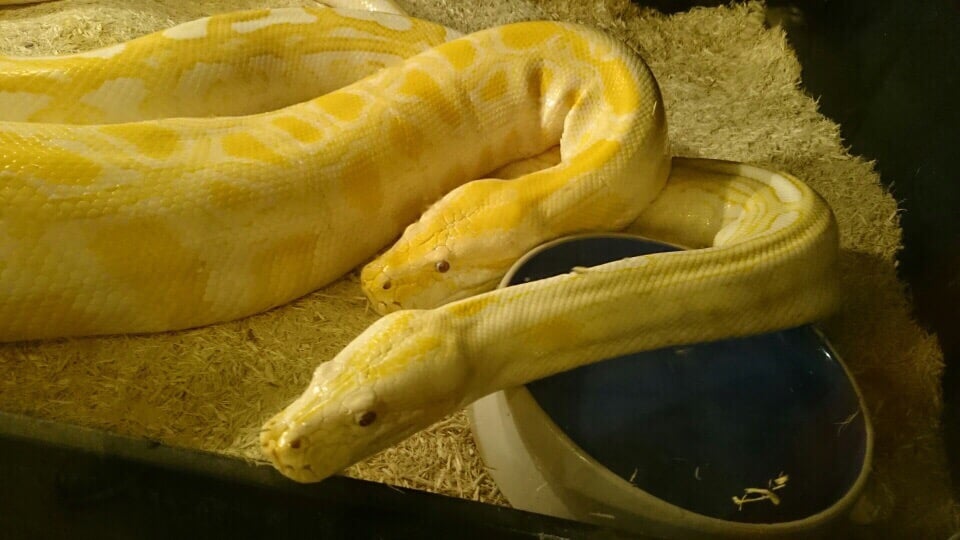 Miles Of Exotics - 14 Photos & 23 Reviews - Pet Stores - 8350 N ...