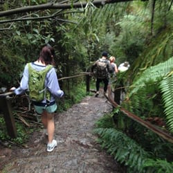 1000 Steps - 53 Photos & 15 Reviews - Hiking - Mt Dandenong Tourist Rd ...