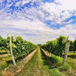 Bellview Winery - 77 Photos & 44 Reviews - Wineries - 150 Atlantic St ...