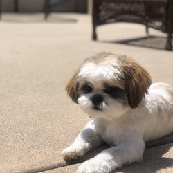 Animal Salon - 92 Photos & 111 Reviews - Pet Groomers - 12798 Rancho ...