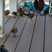 PMRF Barking Sands Cottages - 132 Photos & 19 Reviews - Guest Houses ...