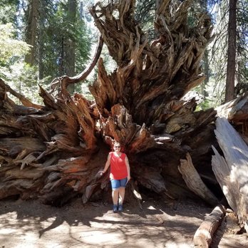 Calaveras Big Trees State Park - 623 Photos & 243 Reviews - Parks ...