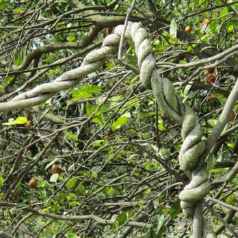 Ridge Island Groves - 33 Photos - Wholesale Stores - 6000 Polk City Rd ...